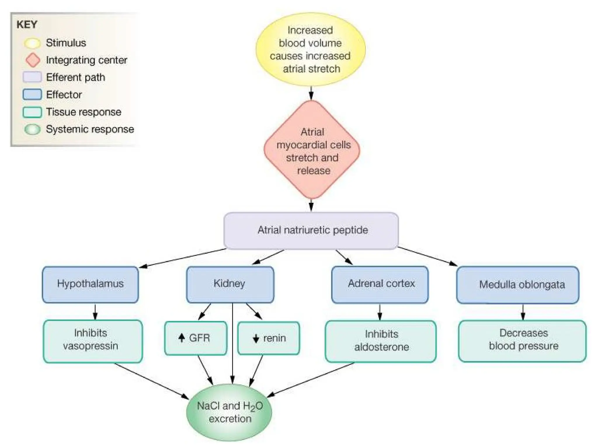 "Understanding Hyponatremia and Hypernatremia: Diagnosis and Management ...