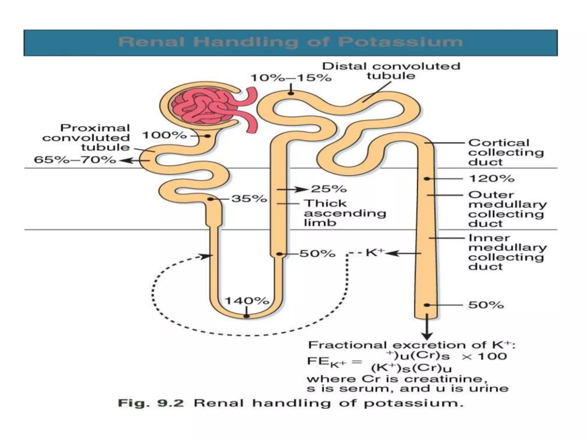 Hypokalemia - Approach and Management | PPTX