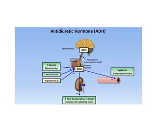 approach to hyponatremia, causes, investigation, pathophysiology ...