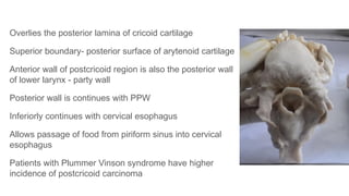 Development and Anatomy of Hypopharynx.pptx