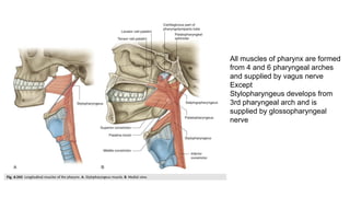 Development and Anatomy of Hypopharynx.pptx