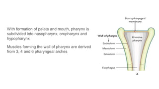 Development and Anatomy of Hypopharynx.pptx