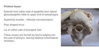 Development and Anatomy of Hypopharynx.pptx