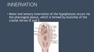 Hypopharynx anatomy | PPTX