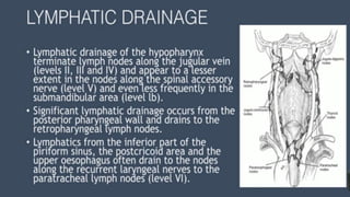 Hypopharynx anatomy | PPTX