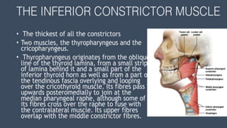 Hypopharynx anatomy | PPTX