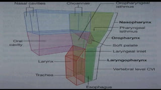 Hypopharynx anatomy | PPTX