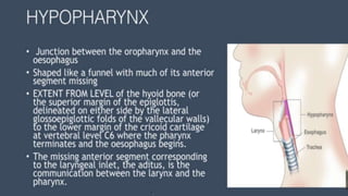 Hypopharynx anatomy | PPTX