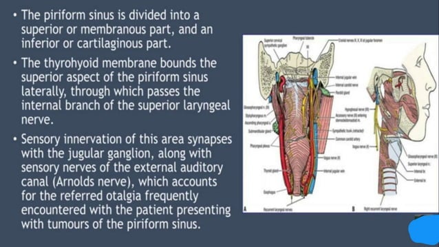 Hypopharynx anatomy | PPTX
