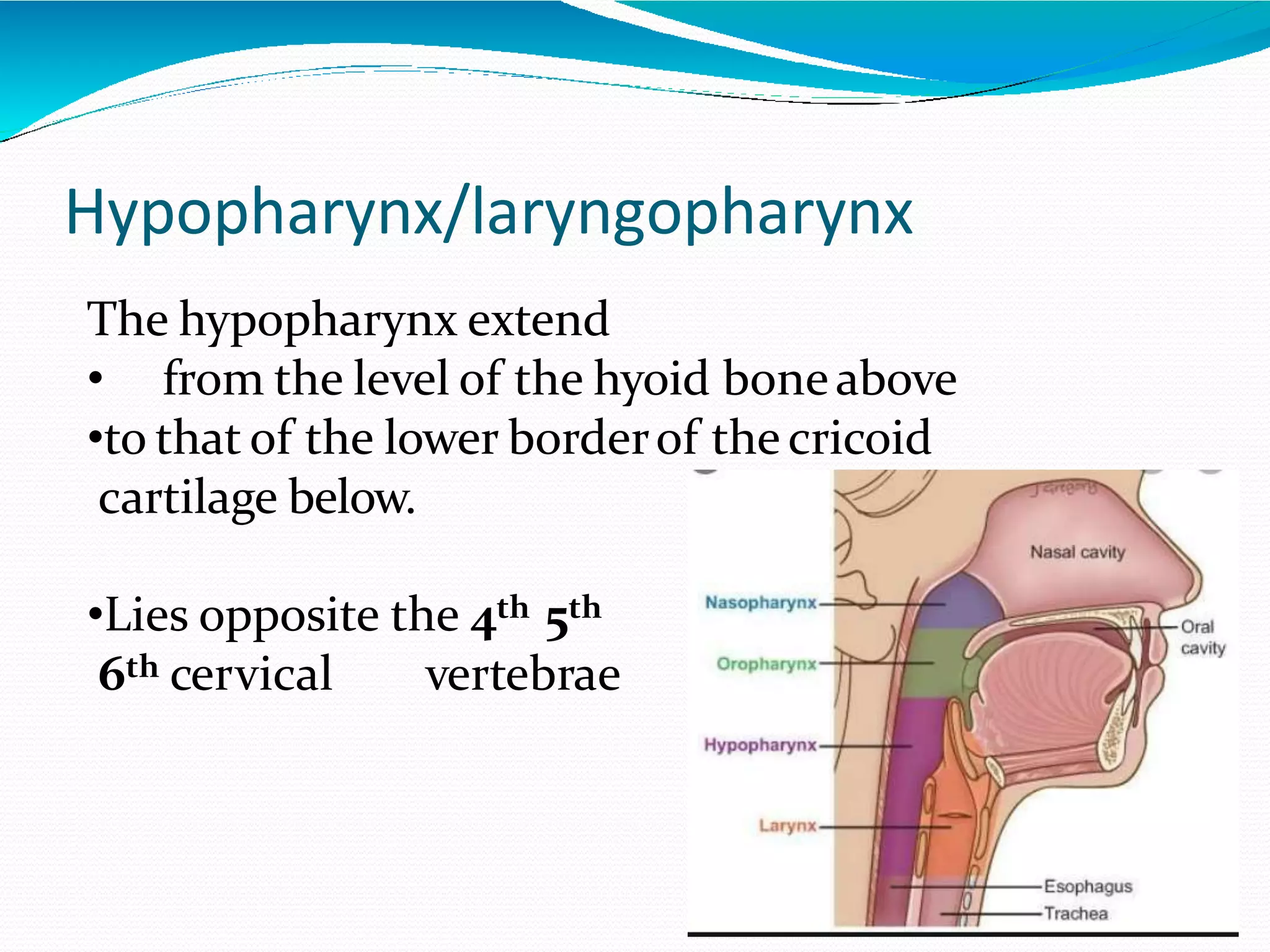 hypopharynxanatomy-210108085428.pptx