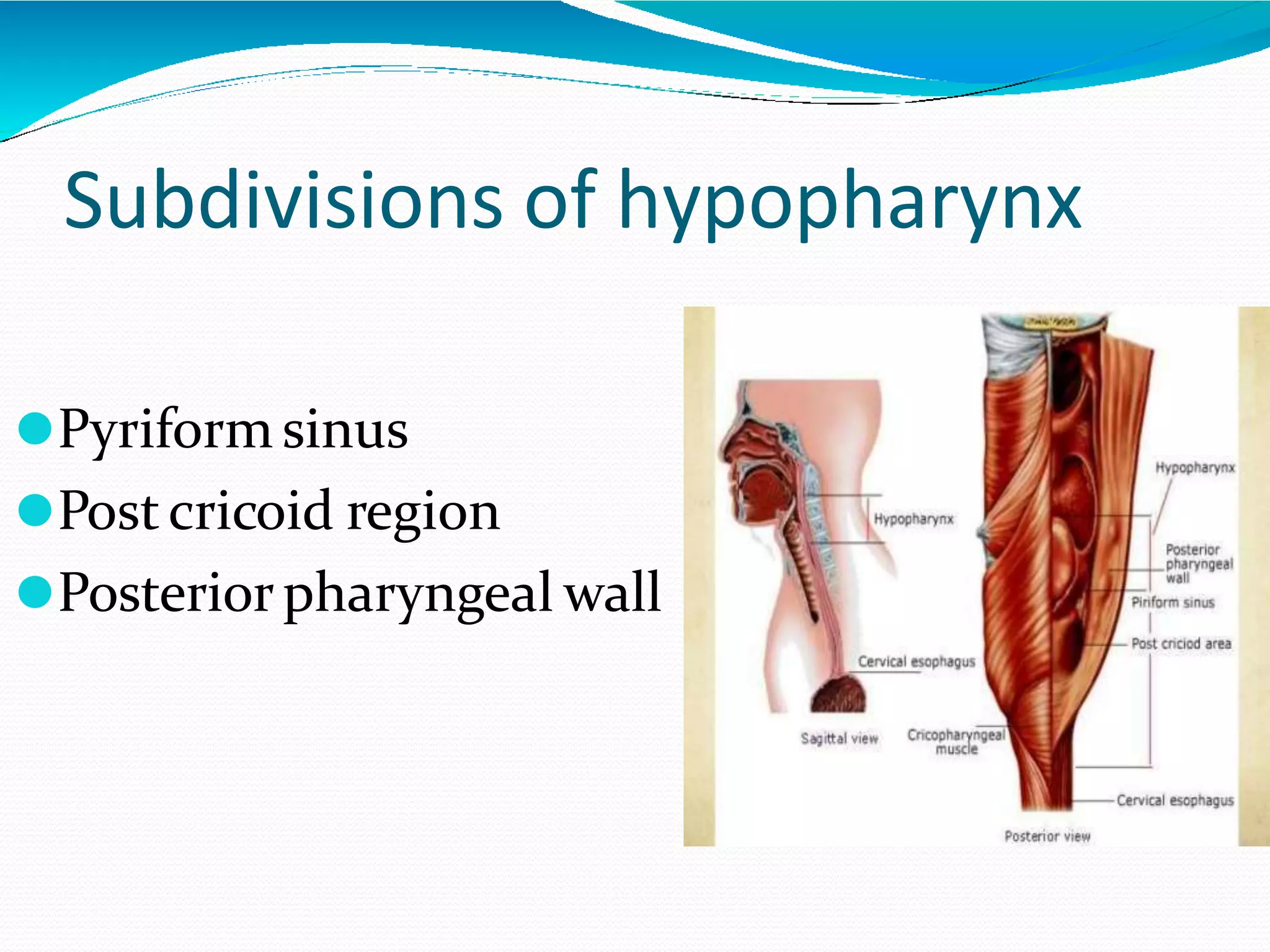 hypopharynxanatomy-210108085428.pptx