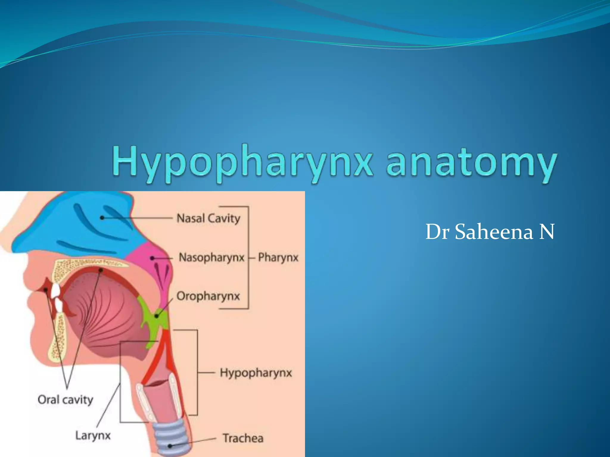 Hypopharynx anatomy | PPTX