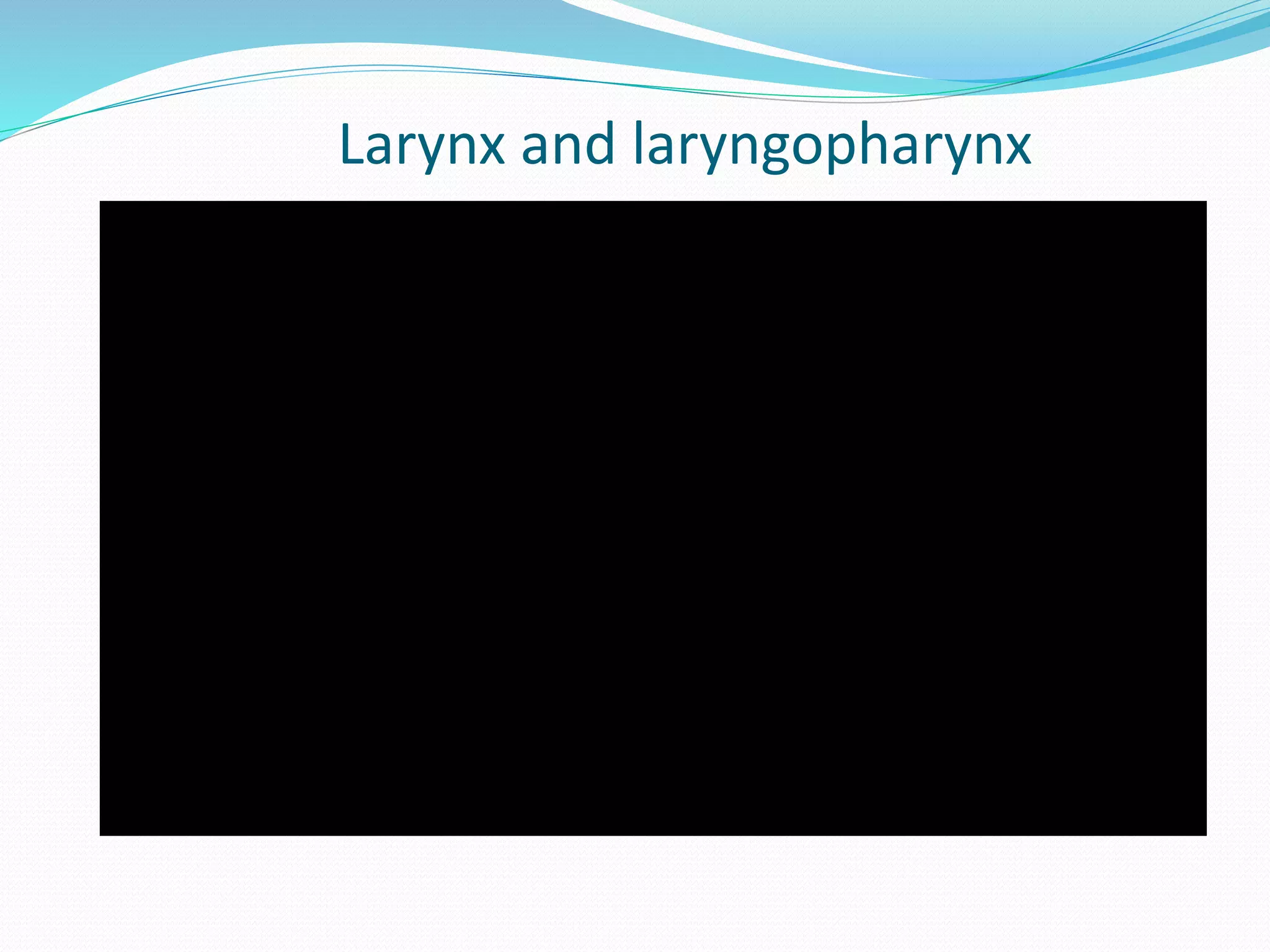 Hypopharynx anatomy | PPTX