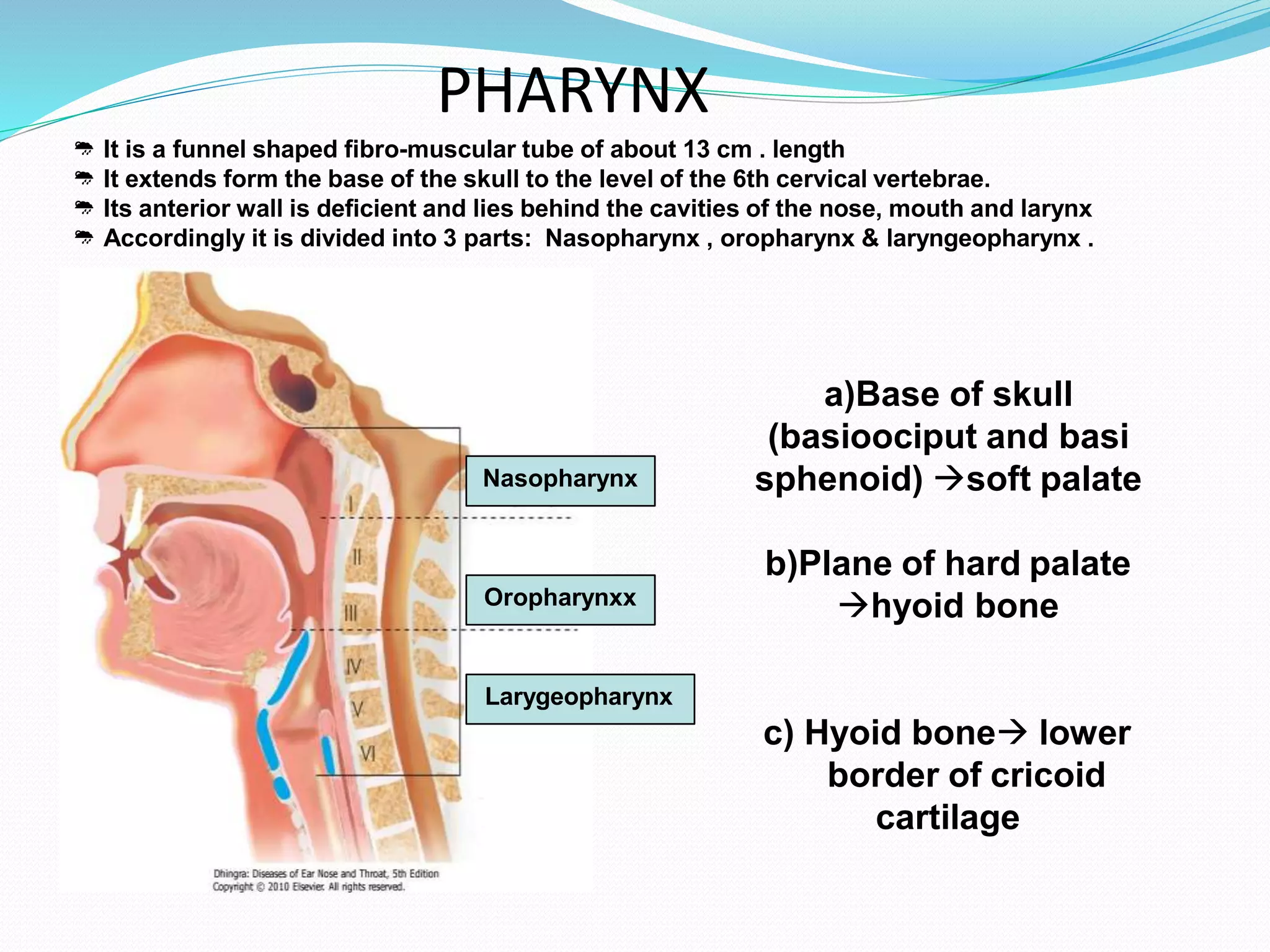 Hypopharynx anatomy | PPTX