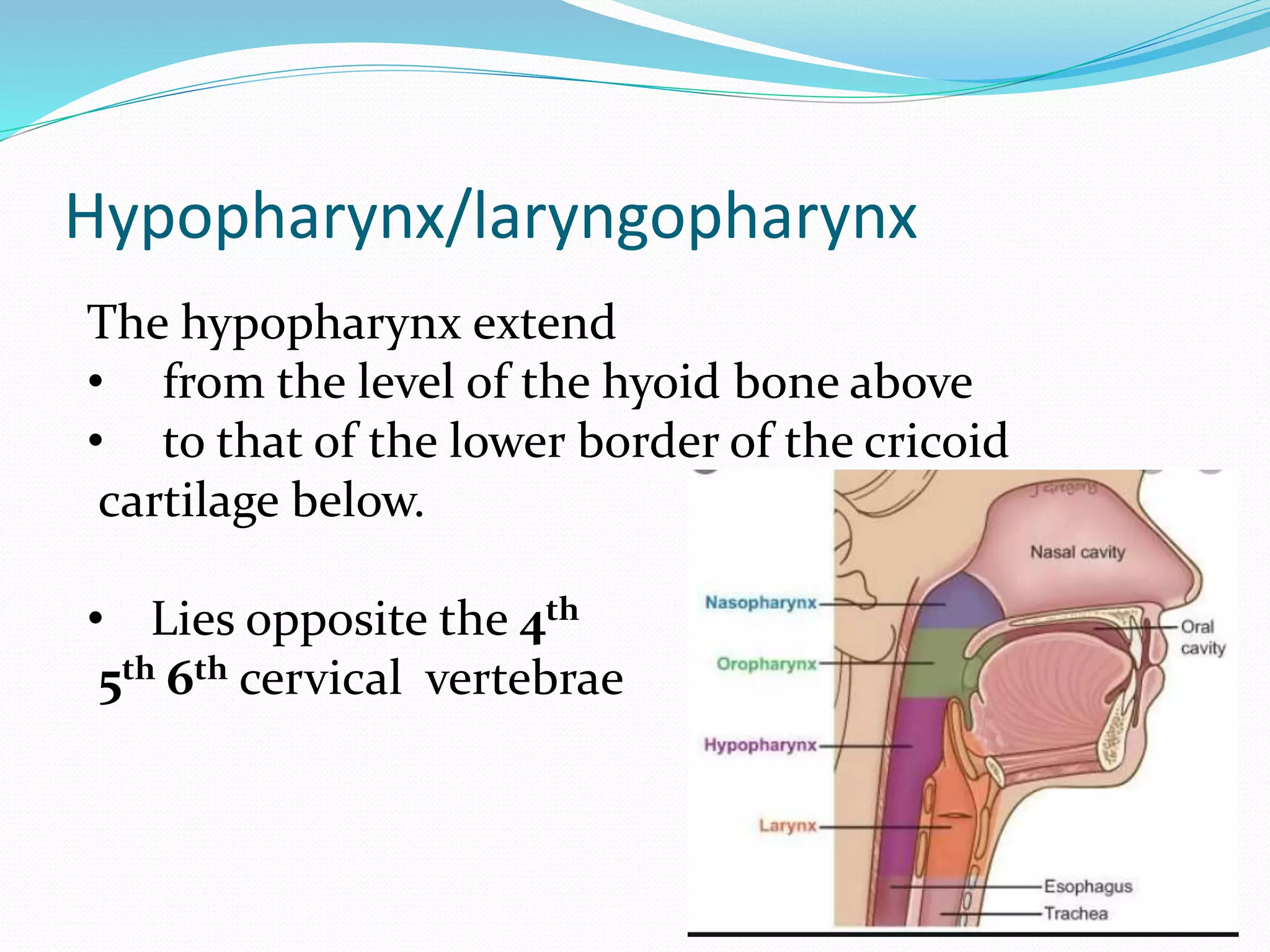 Hypopharynx anatomy | PPTX