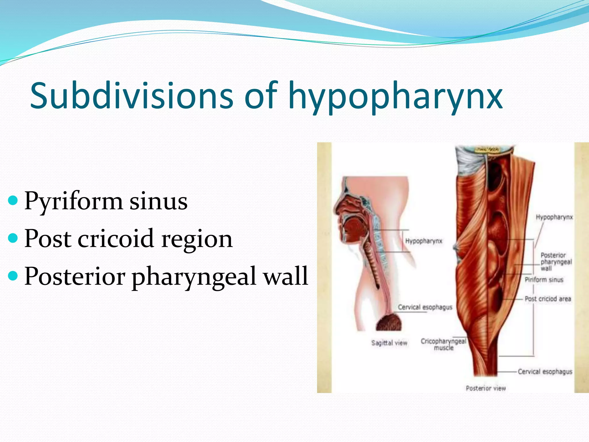 Hypopharynx anatomy | PPTX