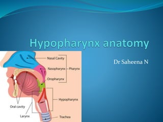 Hypopharynx anatomy | PPTX