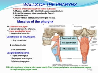 Hypopharynx anatomy | PPTX