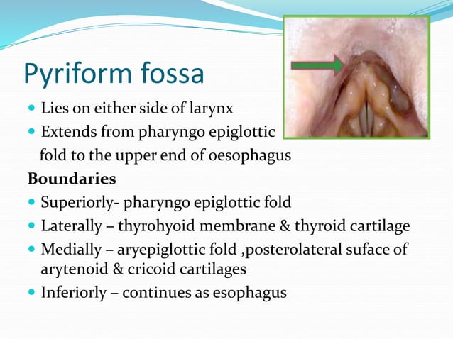 Hypopharynx anatomy | PPTX | Death, Injury, or Military Conflict ...