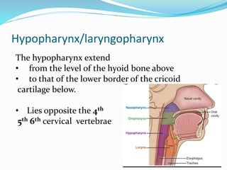 Hypopharynx Definition