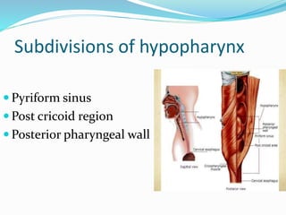Hypopharynx anatomy | PPT