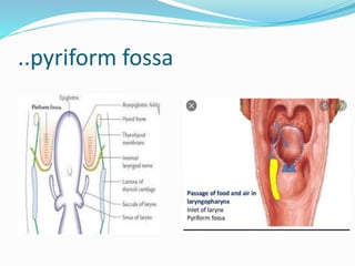 Pyriform Sinus Diagram