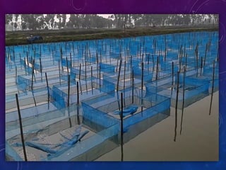 Hypophysation and factors affecting fish hatchery | PPTX