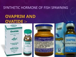 Hypophysation and factors affecting fish hatchery | PPTX