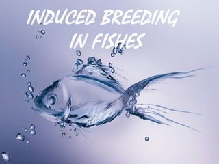 Hypophysation and factors affecting fish hatchery | PPTX