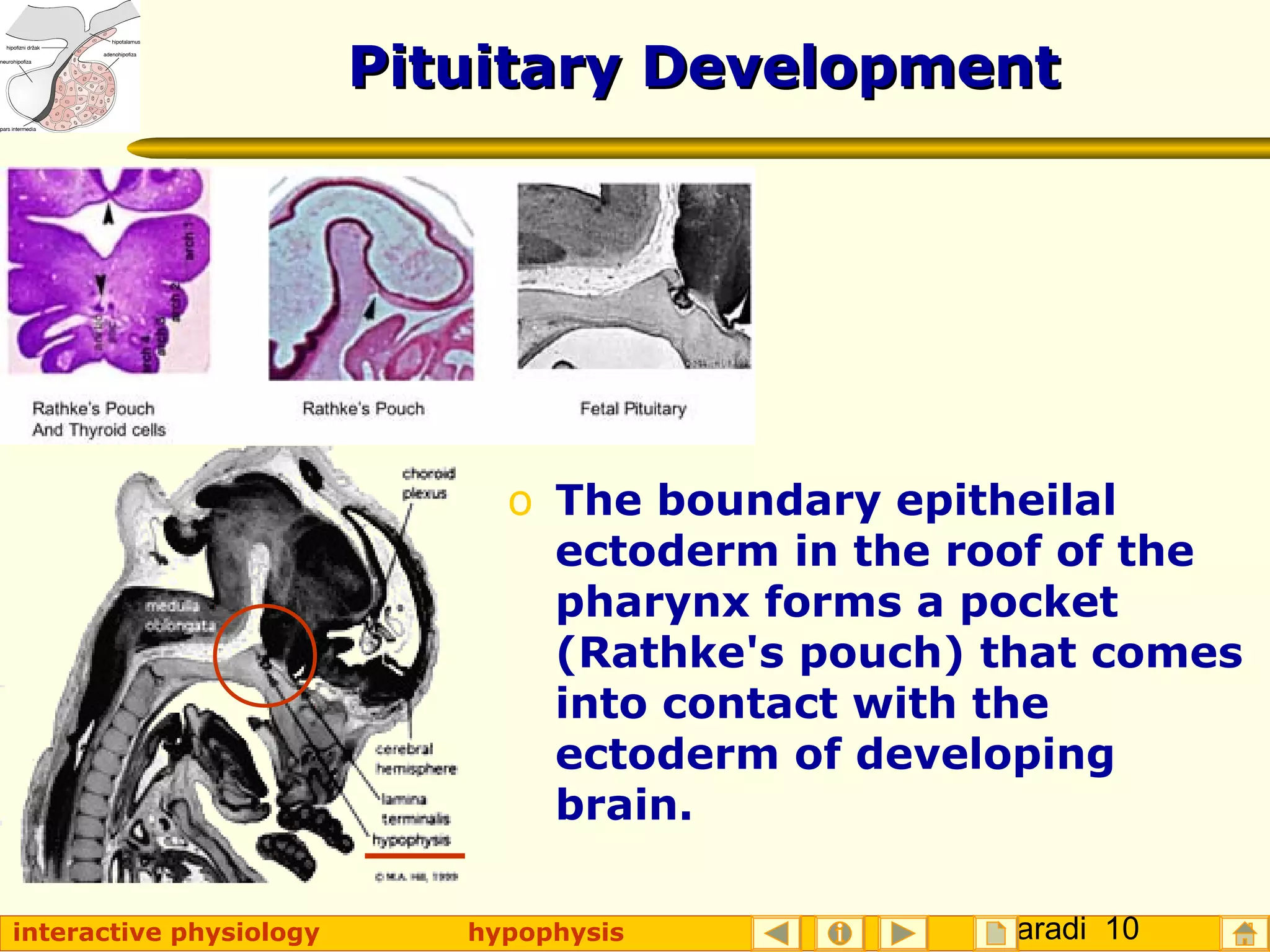Hypophysis (Pituitary Gland) | PPT