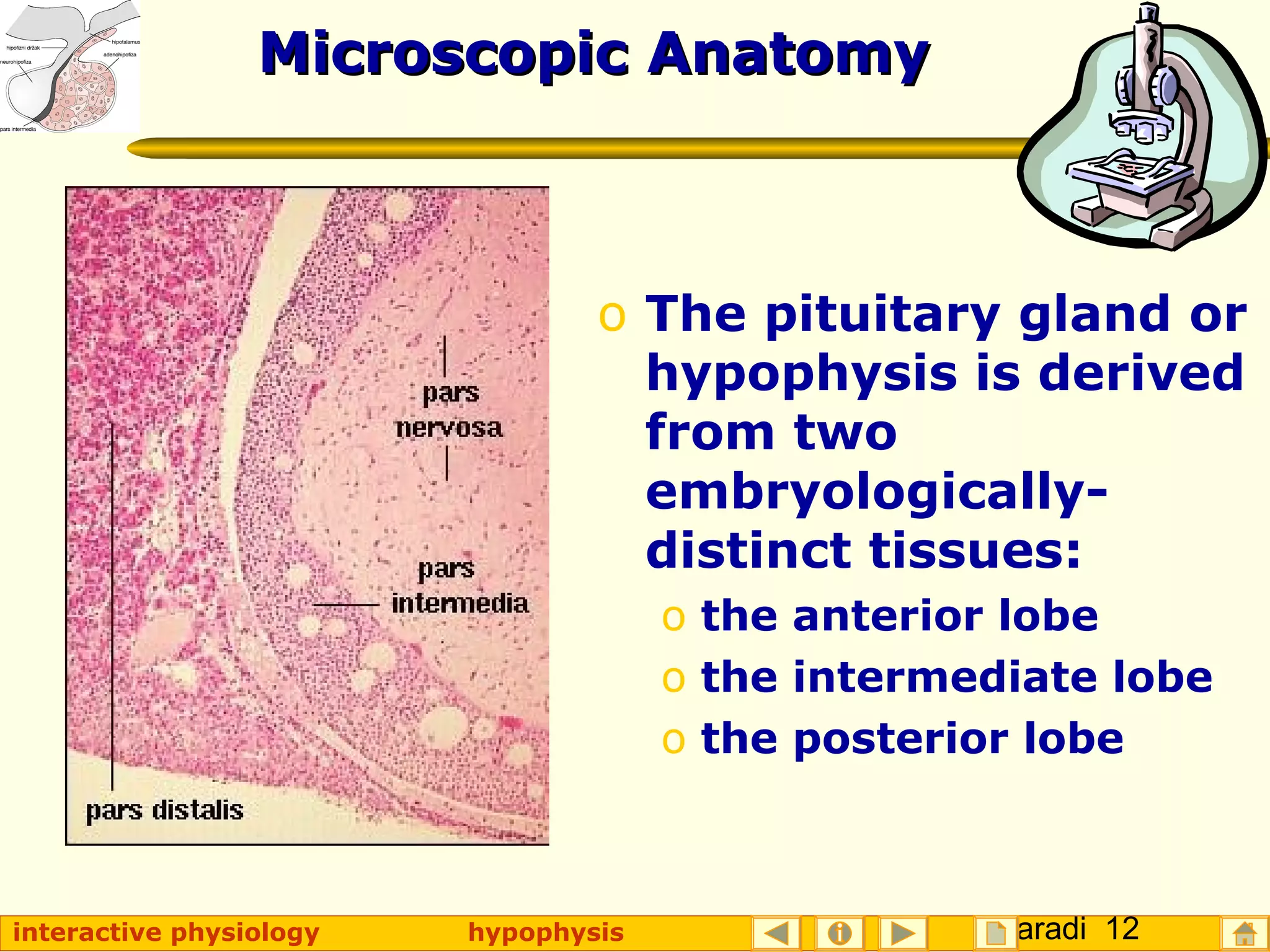 Hypophysis (Pituitary Gland) | PPT