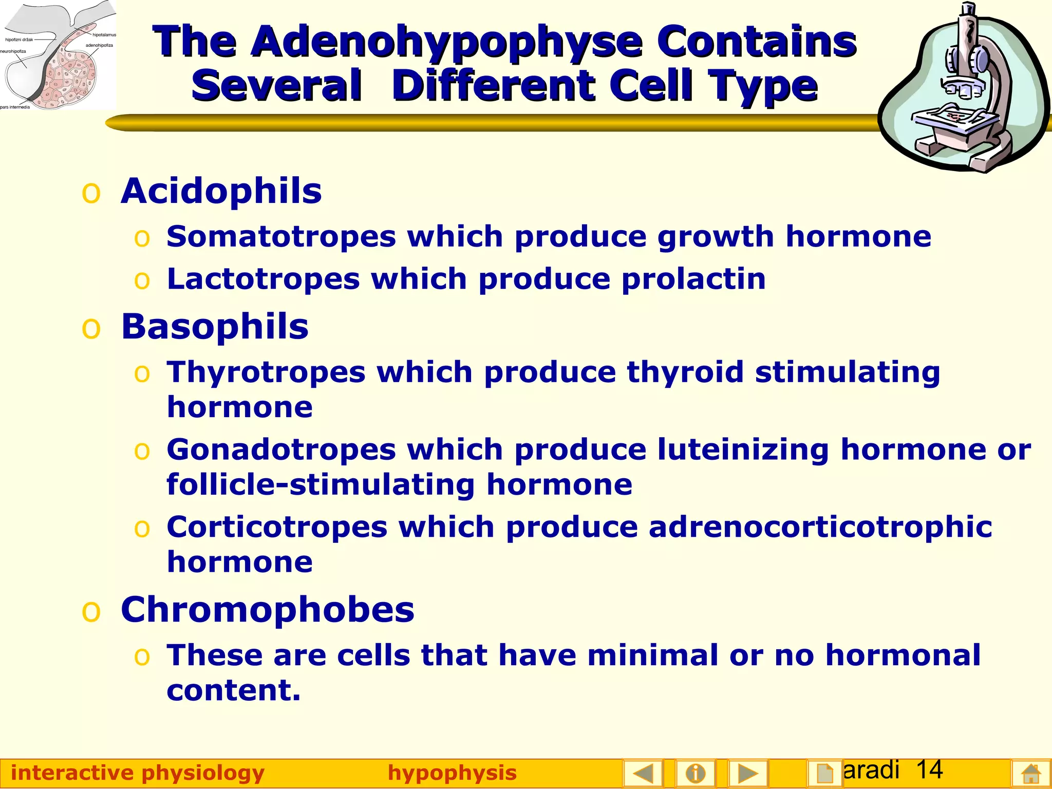 Hypophysis (Pituitary Gland) | PPT