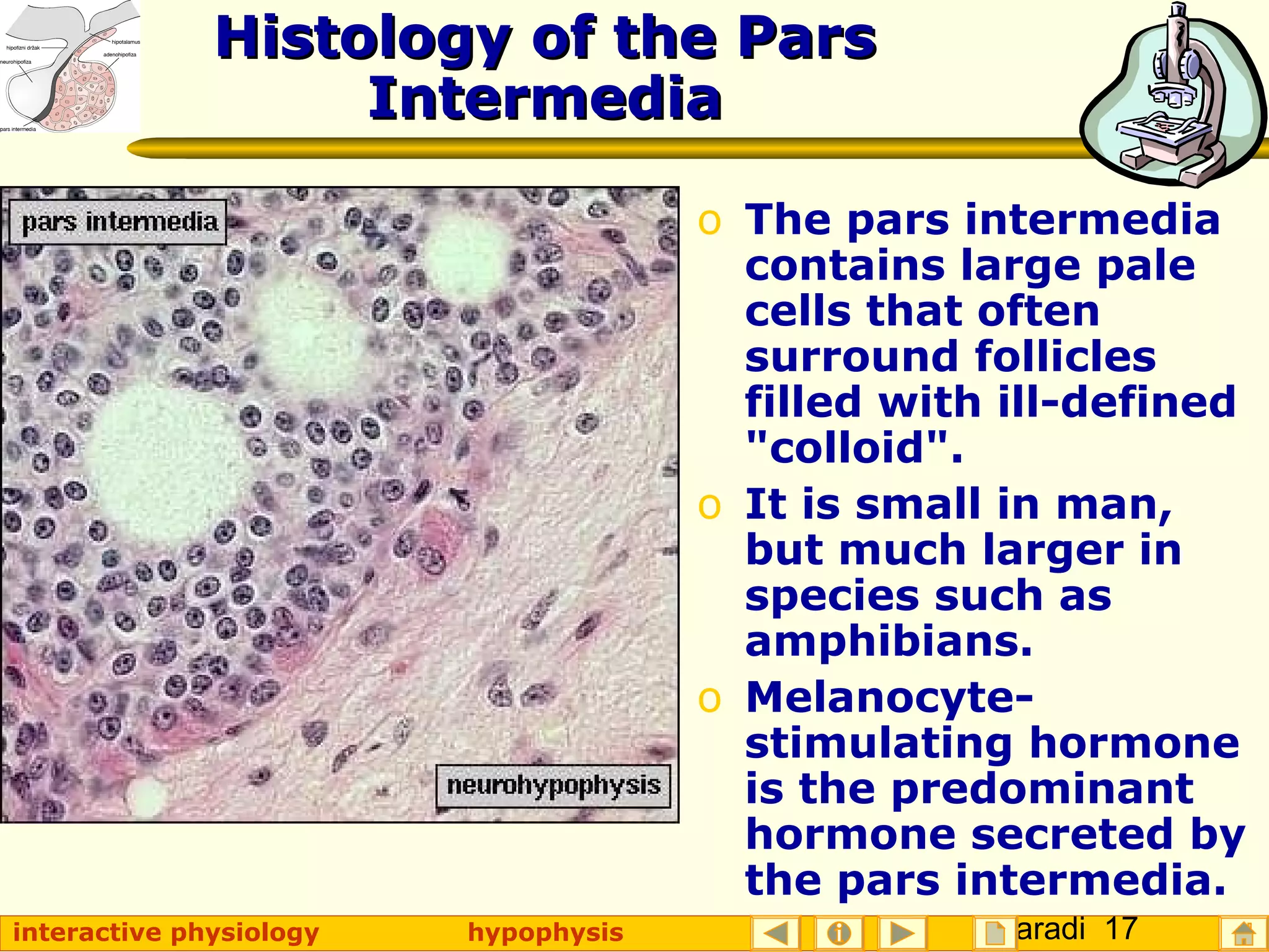 Hypophysis (Pituitary Gland) | PPT