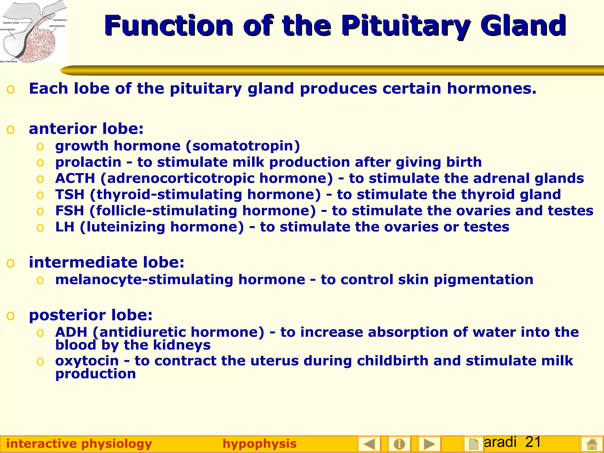 Hypophysis (Pituitary Gland) | PPT