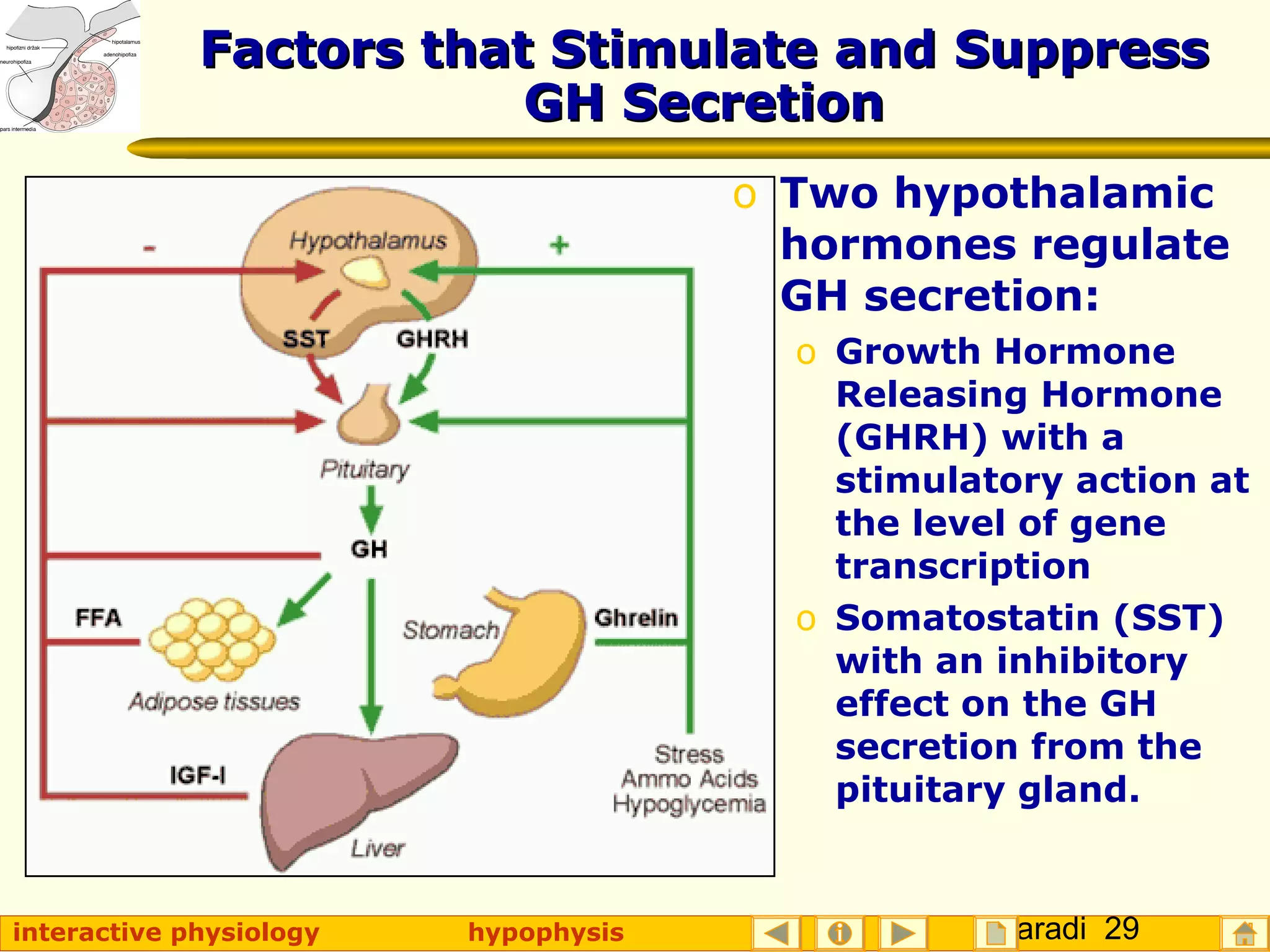 Hypophysis (Pituitary Gland) | PPT