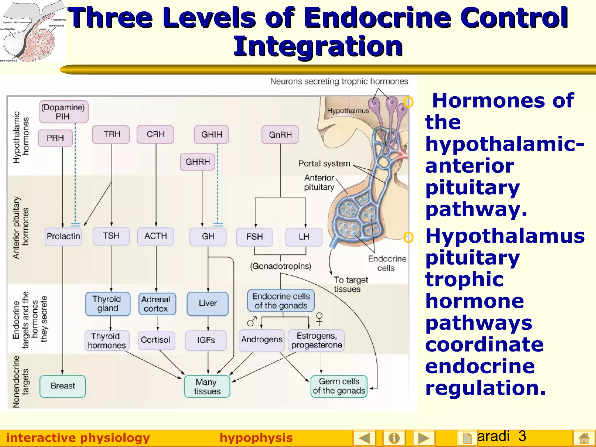 Hypophysis (Pituitary Gland) | PPT