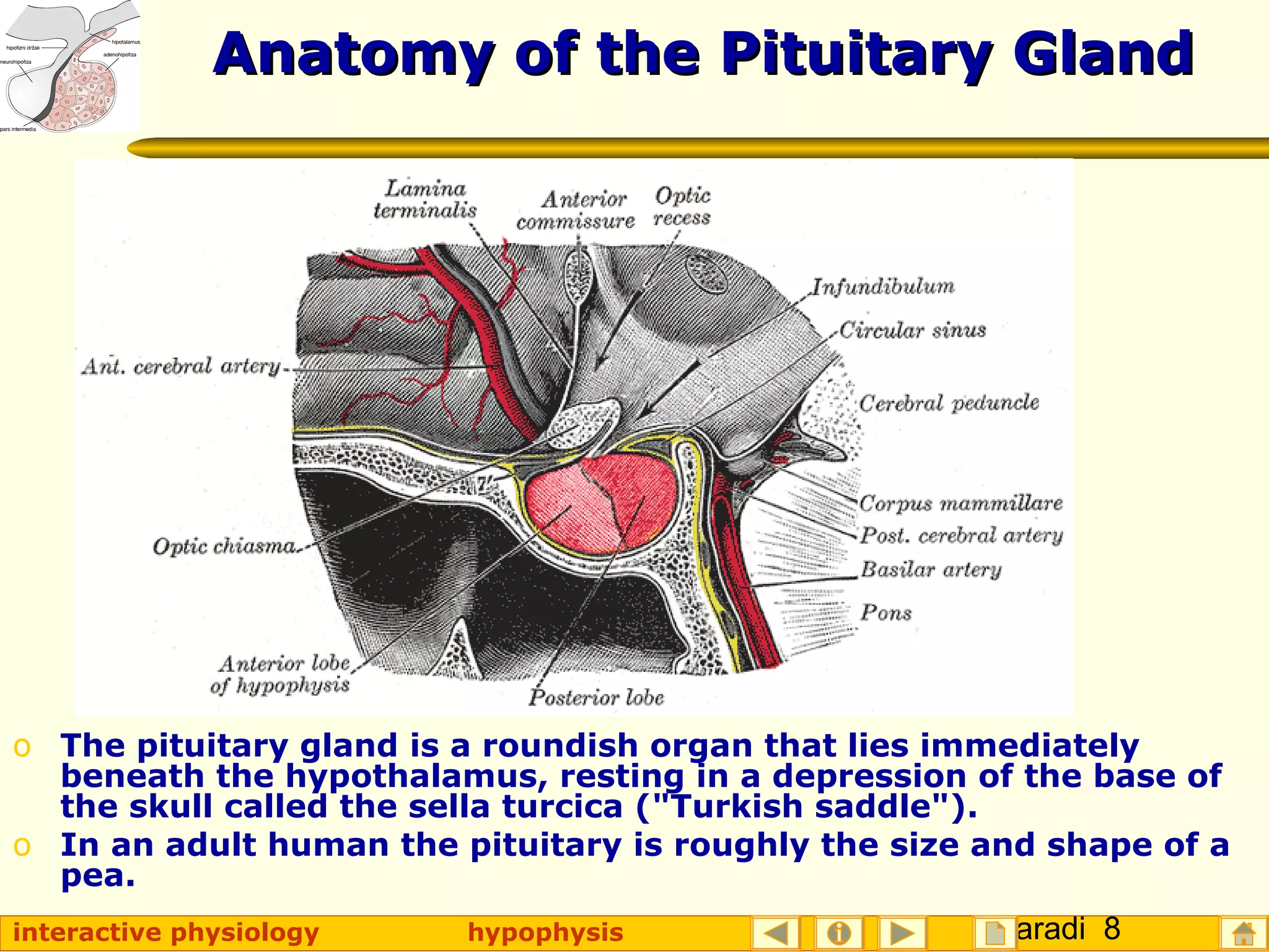 Hypophysis (Pituitary Gland) | PPT