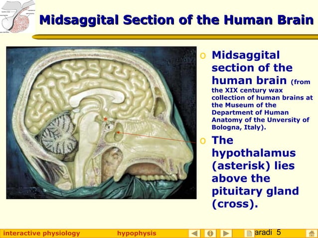 Hypophysis (Pituitary Gland) | PPT