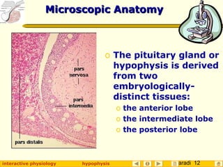 Anterior Pituitary Microscope Slide