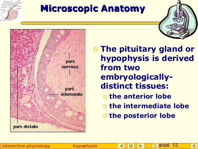 Hypophysis (Pituitary Gland)