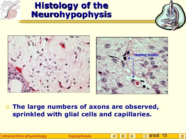 Hypophysis (Pituitary Gland)