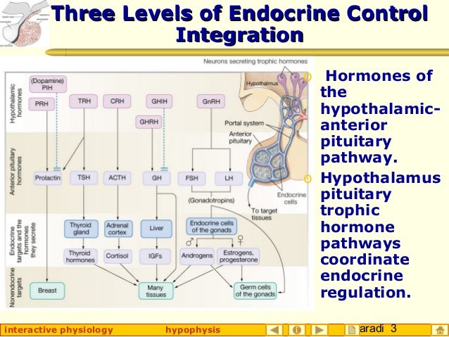 Hypophysis (Pituitary Gland)