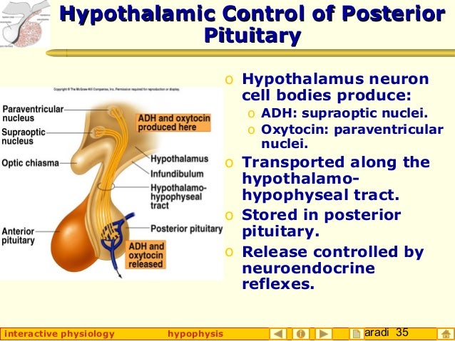 Hypophysis (Pituitary Gland)