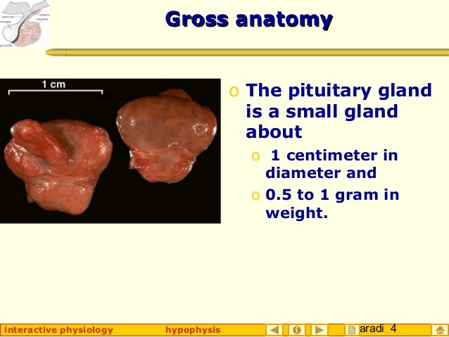 Hypophysis (Pituitary Gland)