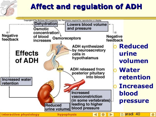 Hypophysis (Pituitary Gland)