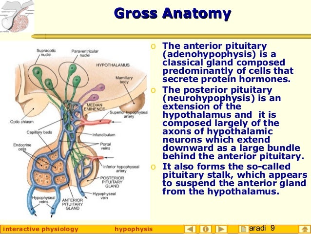 Hypophysis (Pituitary Gland)