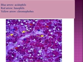 HYPOPHYSIS CEREBRI-Anatomy.pptx