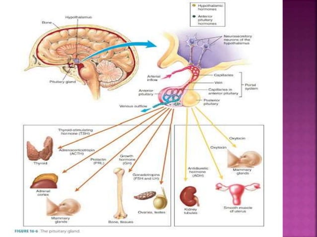 HYPOPHYSIS CEREBRI-Anatomy.pptx