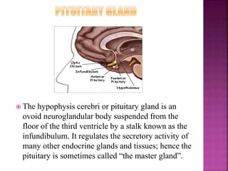 HYPOPHYSIS CEREBRI-Anatomy.pptx