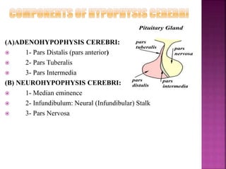 HYPOPHYSIS CEREBRI-Anatomy.pptx